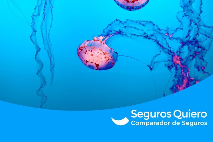 Cómo proceder ante una picadura de medusa | SegurosQuiero.es